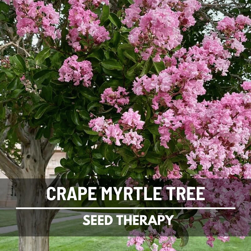 Crape Myrtle Plant - Etsy