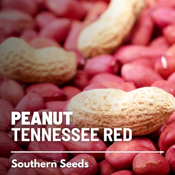 Tennessee Red Peanuts Seeds - Etsy
