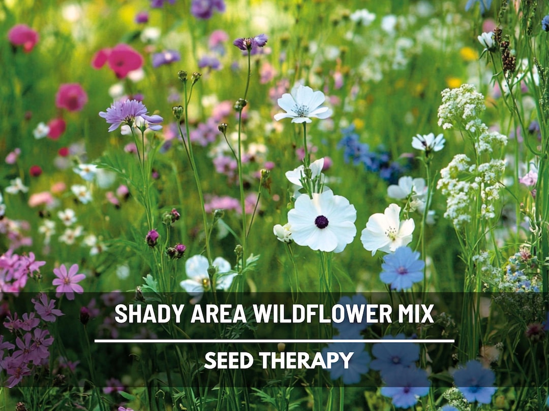 Shady Area Wildflower Mix – 1,000 Seeds, Heirloom Flower Blend, Shade ...