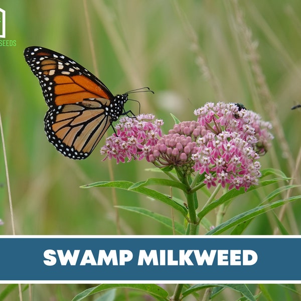 Milkweed Seeds - Etsy