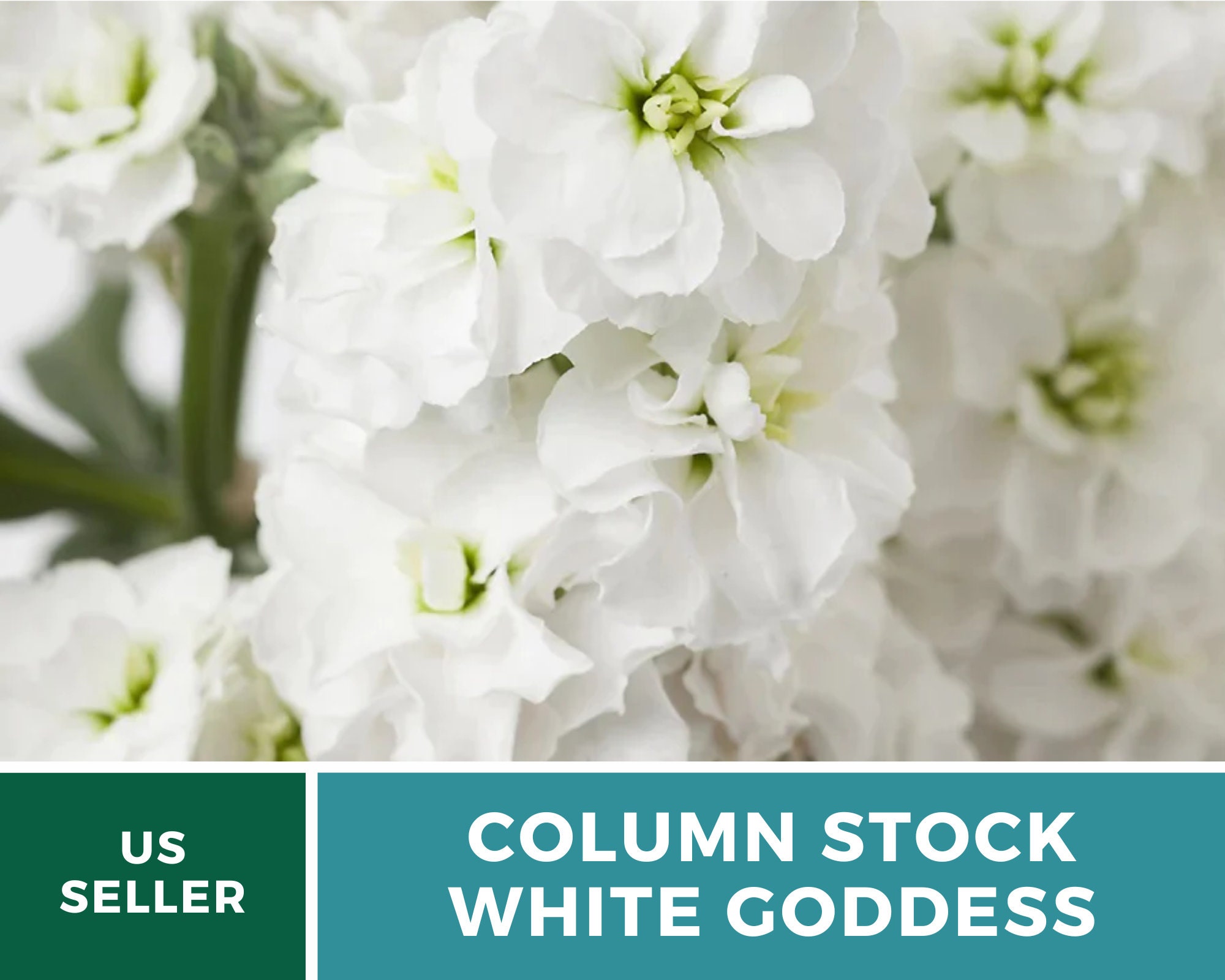 Column Stock White Goddess Seeds – Heirloom, Fragrant White Flower ...
