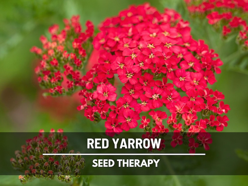 Red Yarrow Seeds – Heirloom Medicinal Herb, Rich Red Flowers, Attracts ...