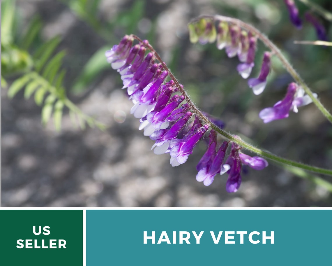 Hairy Vetch Seeds – Heirloom Cover Crop, Nitrogen Fixing & Soil ...
