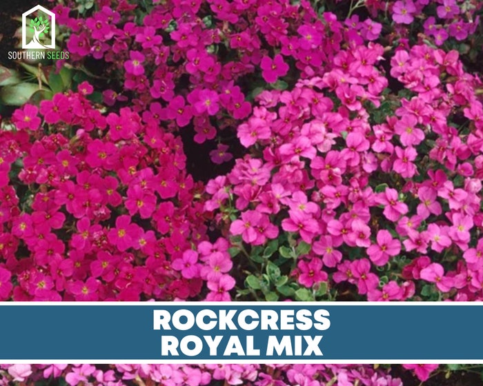 Rockcress - Etsy