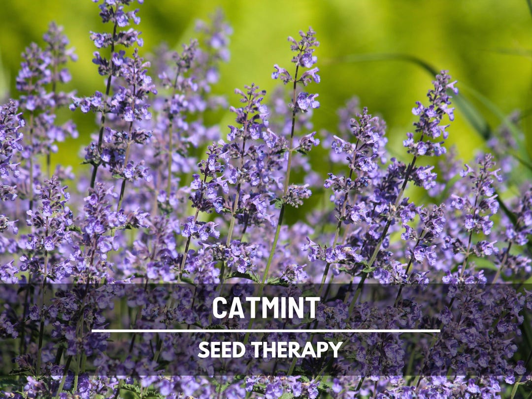 Catmint - 100 Seeds - Heirloom Medicinal & Culinary Herb - Non-gmo ...
