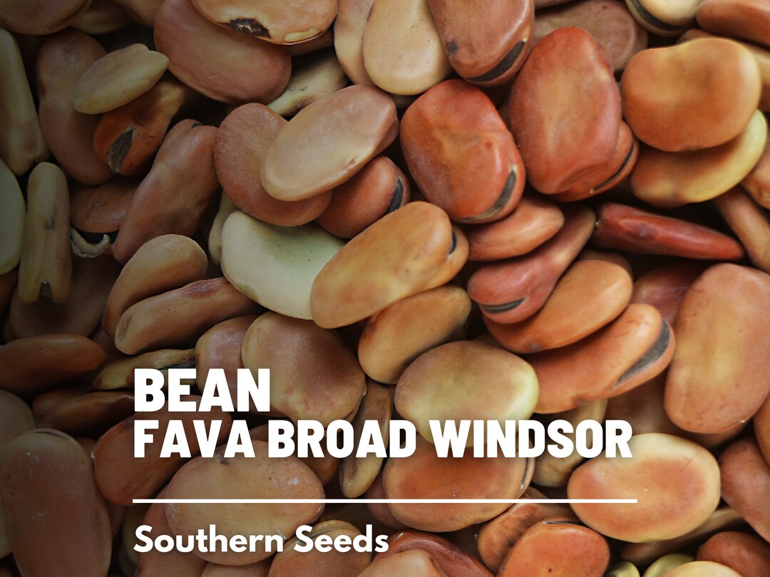 Bean, Fava Broad Windsor - 10 Seeds - Heirloom Vegetable - Open ...