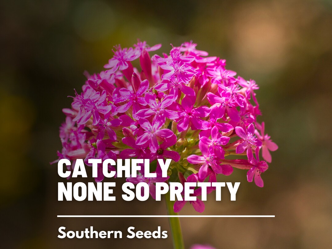 Catchfly, None so Pretty 250 Seeds Heirloom Flower Charming Pink Blooms ...