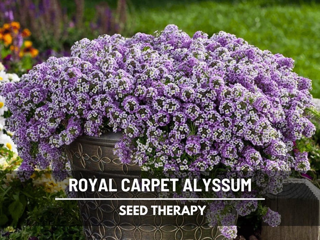 Royal Carpet Alyssum Seeds – Heirloom Groundcover, Fragrant Violet ...