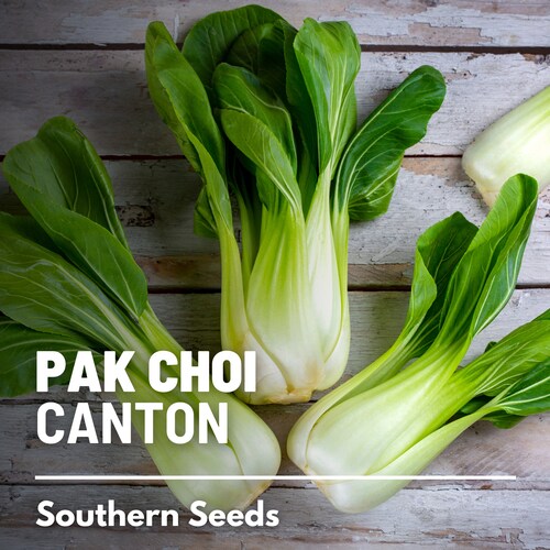 500 White Stem Baby Pak Choi Seeds, Nail Bai Cai, Dwarf Bok Choy, Asian ...