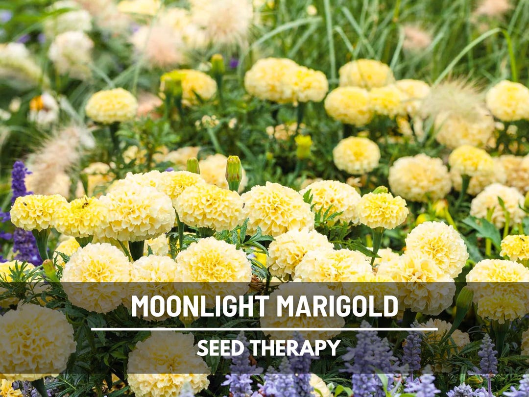 Marigold African, Moonlight - 50 Seeds - Heirloom Flower - Creamy White ...