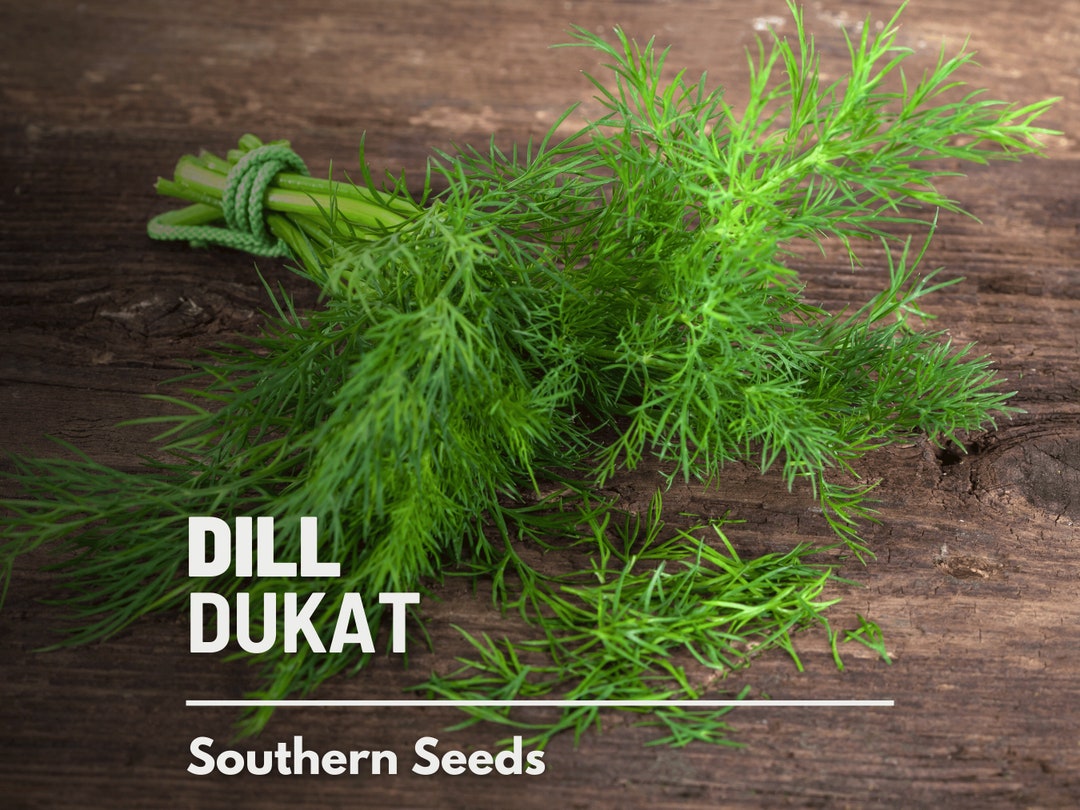 Dill, Dukat - 100 Seeds - Heirloom Culinary & Medicinal Herb - Non-gmo ...