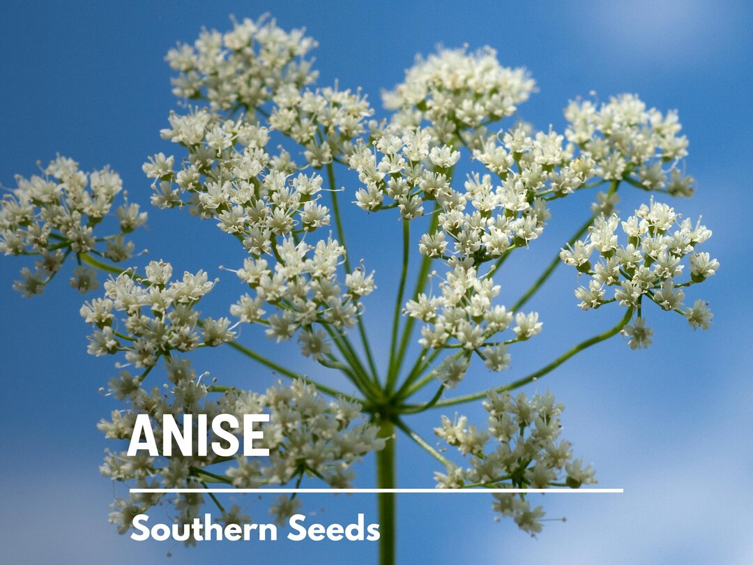 Anise - 100 Seeds - Heirloom Culinary & Medicinal Herb - Non-gmo ...