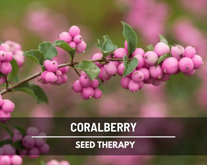 Coral Berry Shrub - Live Plant 12 to 14 Inches Tall. Bright Coral ...