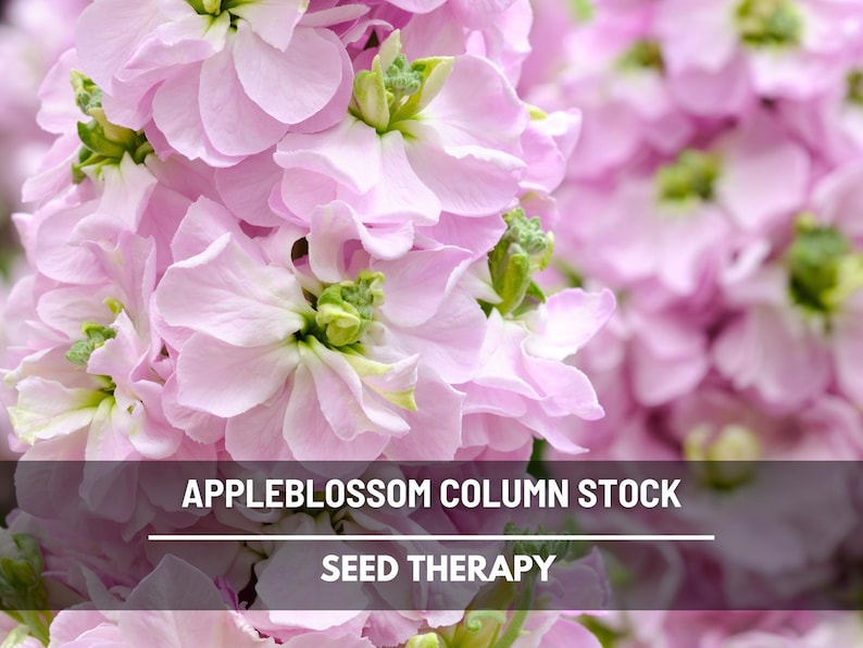 Column Stock Appleblossom Seeds – Heirloom Flower, Fragrant Blooms ...