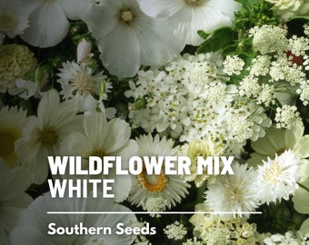 Bernary's Giant White Zinnia Bouquet Flower Premium Seed Packet - Etsy