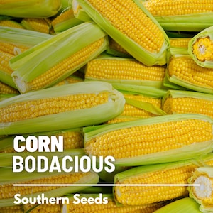 Corn, Bodacious - 60 Seeds - Hybrid Vegetable, Sweet Corn, Se-ho Type ...