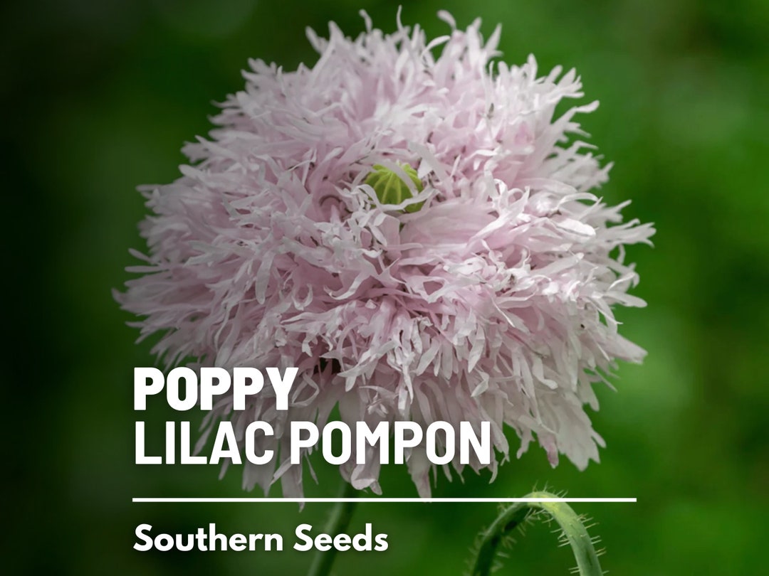 Poppy, Lilac Pompon 100 Seeds Heirloom Flower Ruffled and Double Pompon ...