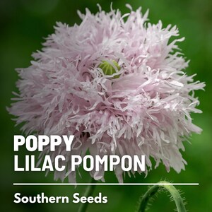 Poppy, Lilac Pompon 100 Seeds Heirloom Flower Ruffled and Double Pompon ...