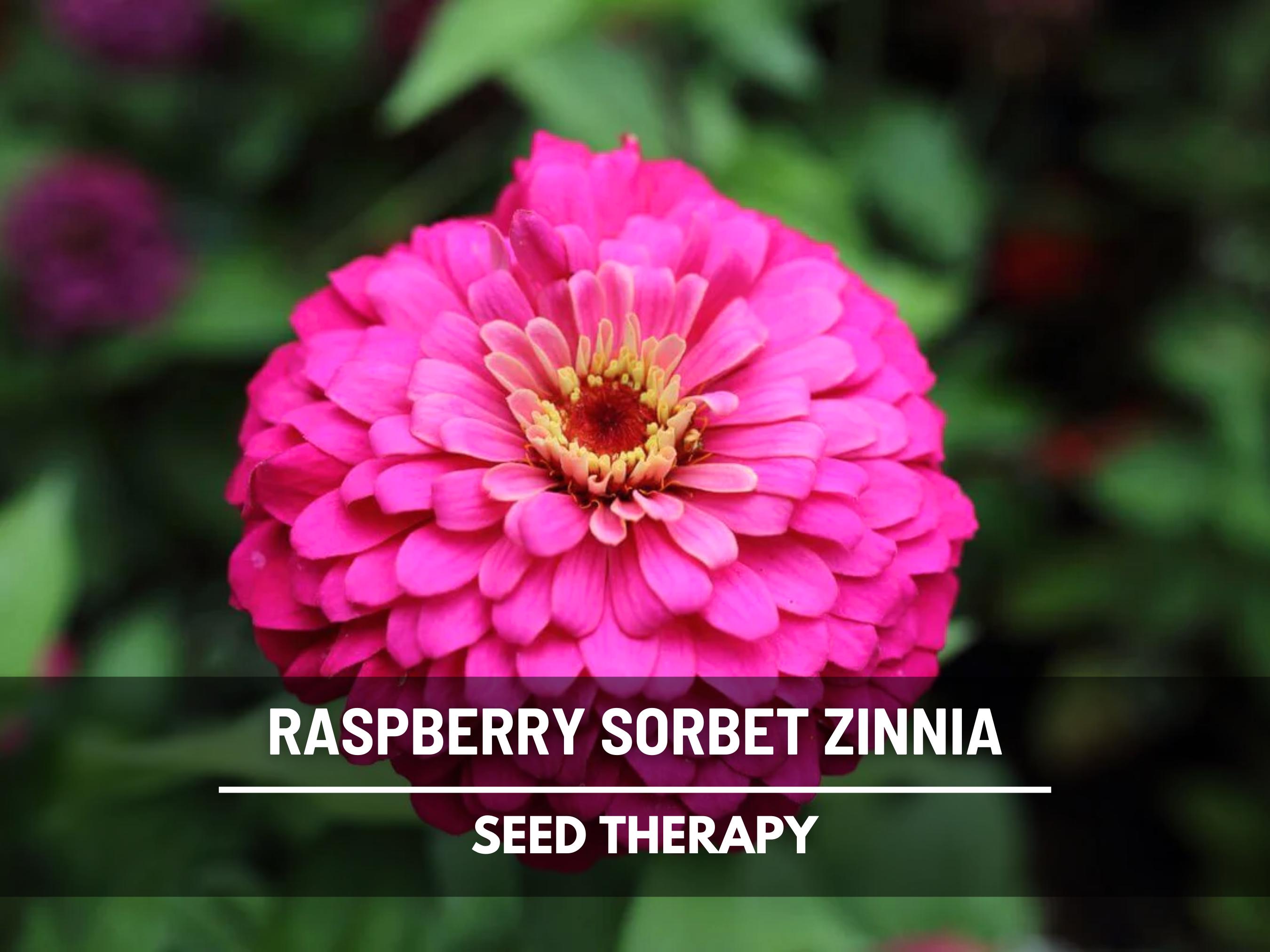 Raspberry Sorbet Zinnia Seeds – Heirloom Double Blooms, Easy to Grow ...