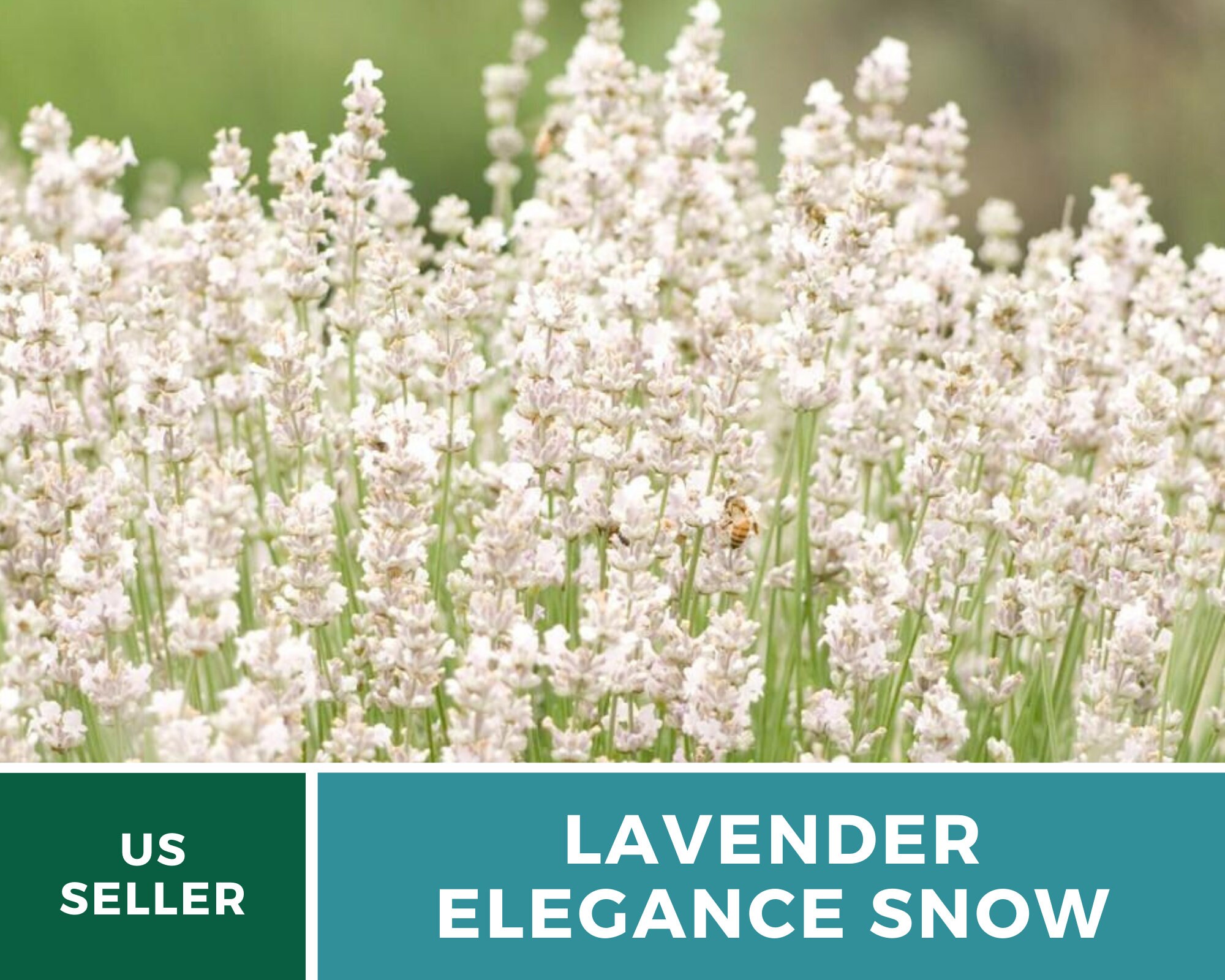Lavender Snow Ellegance 20 Seeds Fragrant Herb Blooms - Etsy