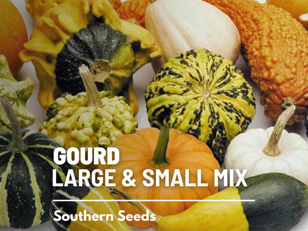 Gourd, Large & Small Gourd Mix - 20 Seeds - Ornamental - Heirloom - GMO ...