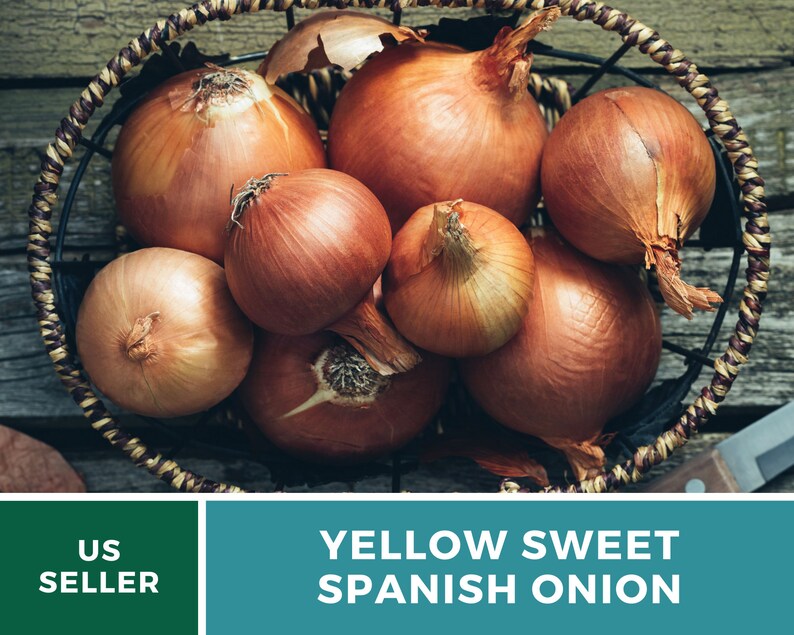 Yellow Sweet Spanish Onion Seeds – Heirloom Vegetable, Long Day Sweet ...