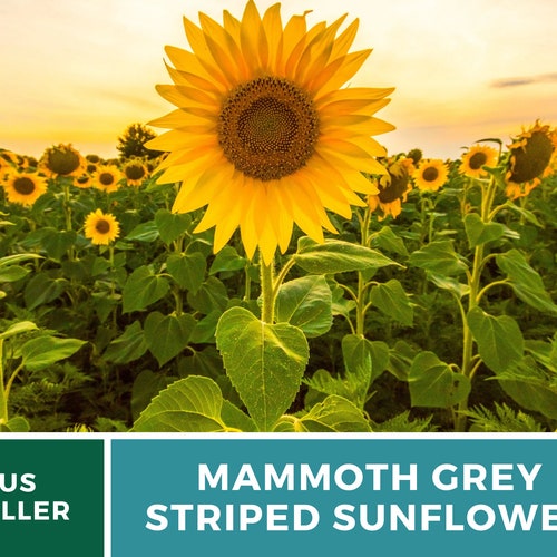 USA SELLER Mammoth Grey Stripe Sunflower 25 Seeds HEIRLOOM - Etsy