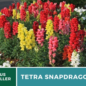 Tetra Mix Snapdragon Seeds – Heirloom Flower, Showy Plant, Cut Flowers ...
