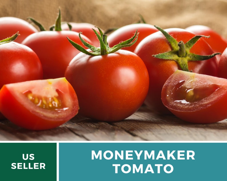 Moneymaker Tomato Seeds – Heirloom Vegetable, Indeterminate, Medium to ...