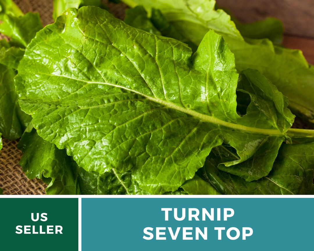 Turnip Seven Top 300 Seeds Heirloom Vegetable Turnip - Etsy