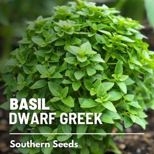 Dwarf Greek Basil Seeds (250), Small-leaf Heirloom Basil, Perfect No ...