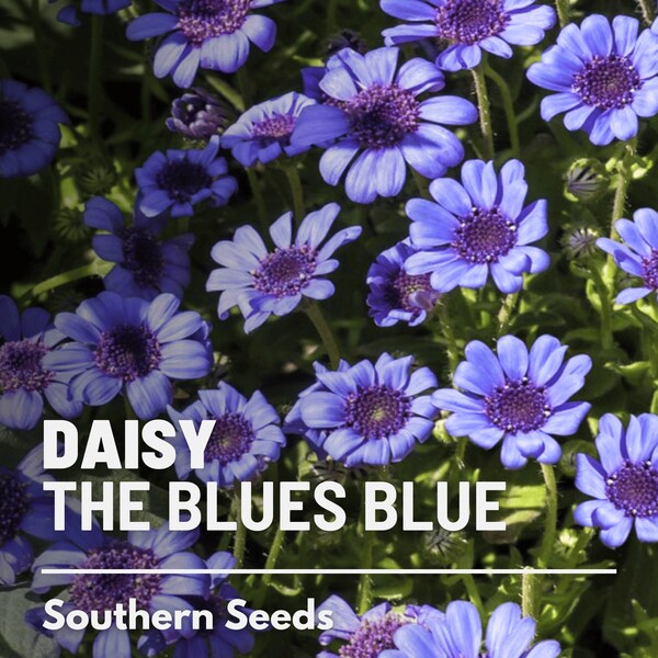 Blue Daisy Flower - Etsy