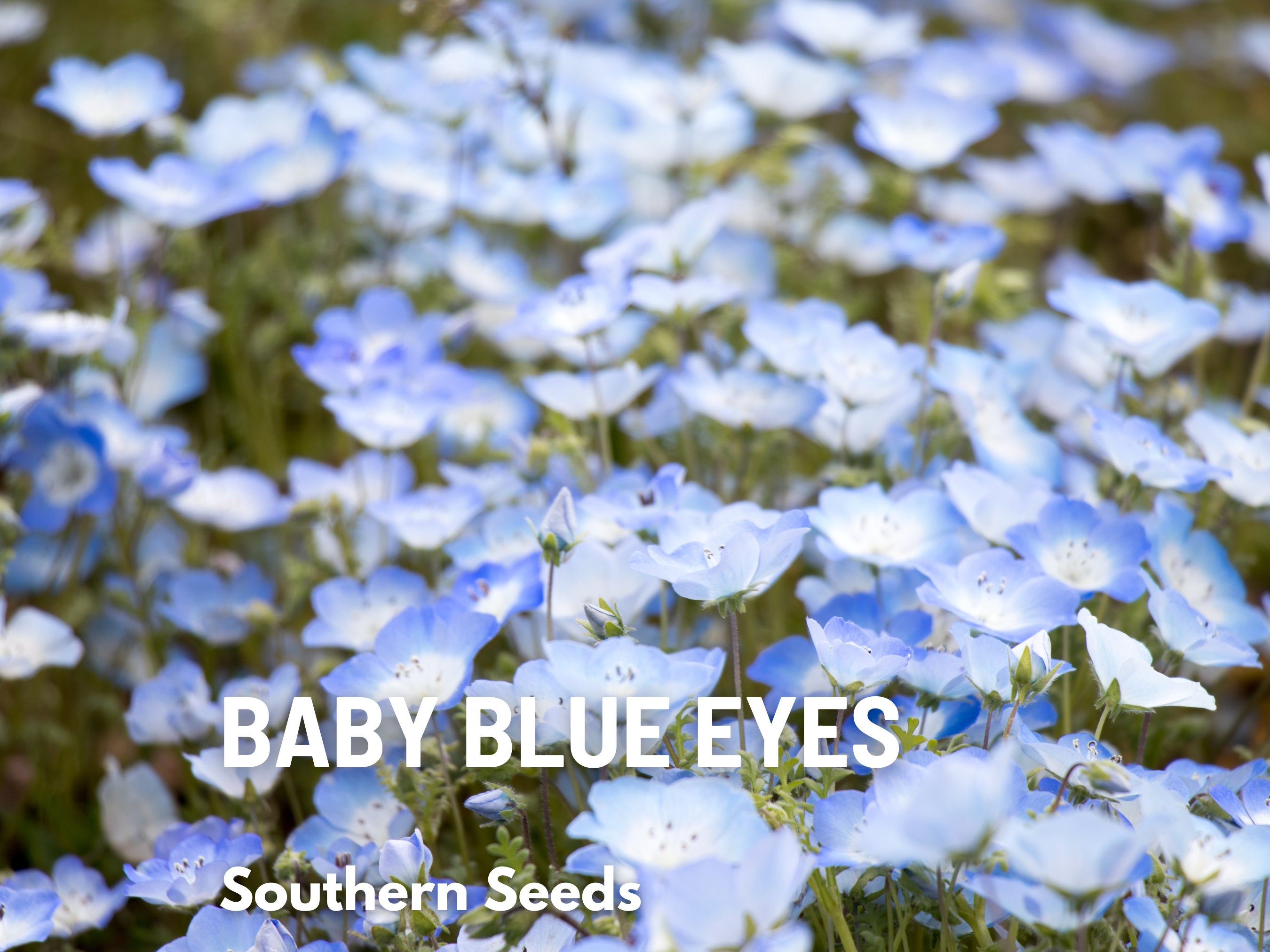 Baby Blue Eyes Flower Seeds