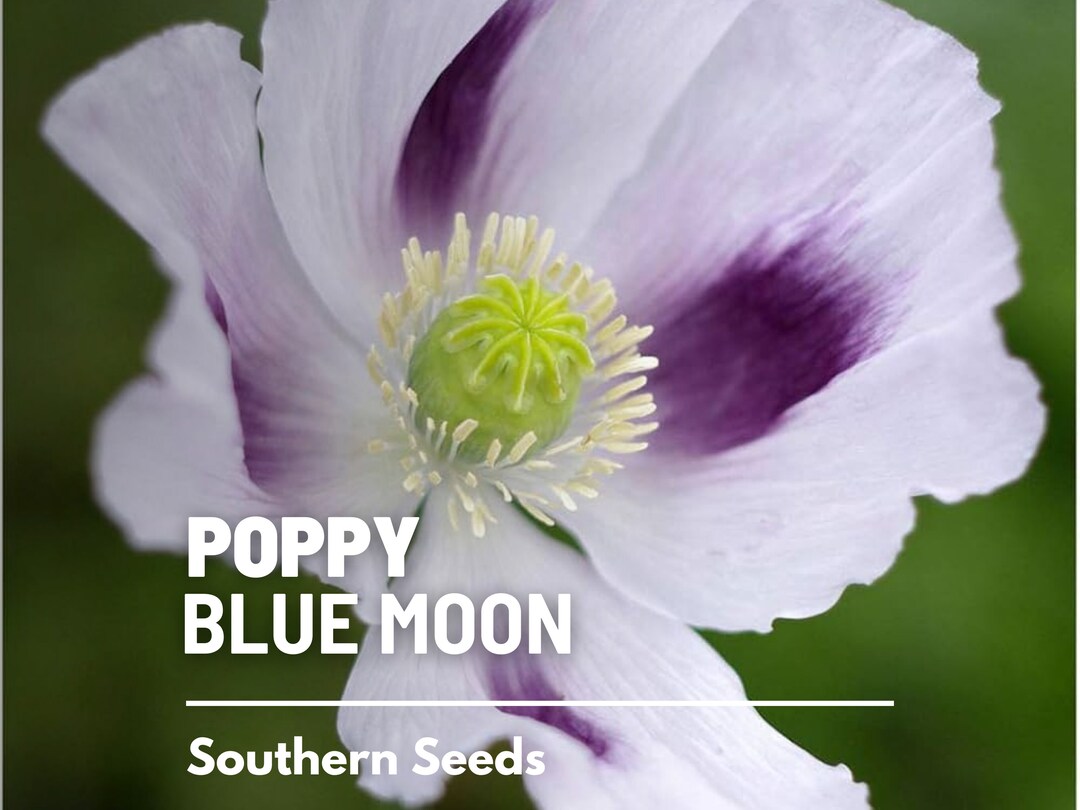 Poppy, Blue Moon - 250 Seeds - Heirloom Flower, Bread Seed Poppy ...