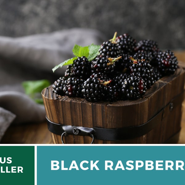 Raspberry Seeds - Etsy