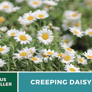 Creeping Daisy Seeds – Heirloom Flower, Low Growing & Easy to Grow ...