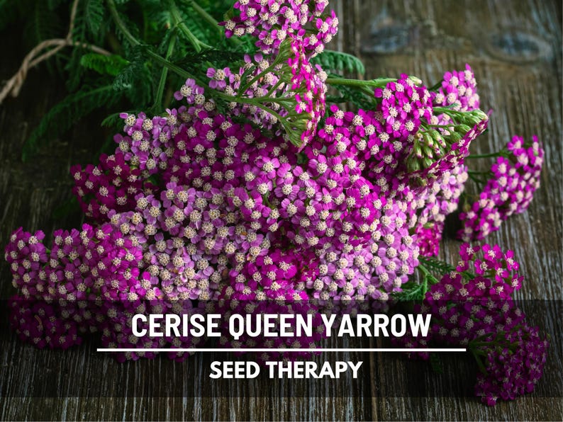 Yarrow Cerise Queen Seeds – Heirloom Medicinal Flower, Vibrant Cerise ...
