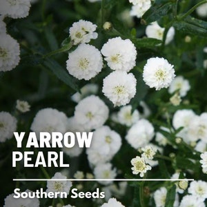 Yarrow, the Pearl - 100 Seeds - Heirloom Flower - Medicinal Herb ...