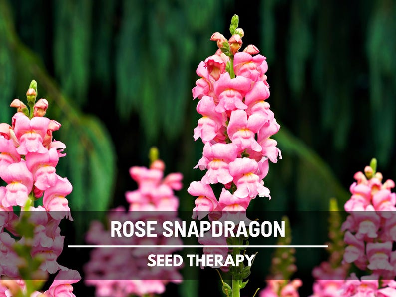 Rose Snapdragon Seeds – Heirloom Flower, Rose-colored Blooms, Cut ...