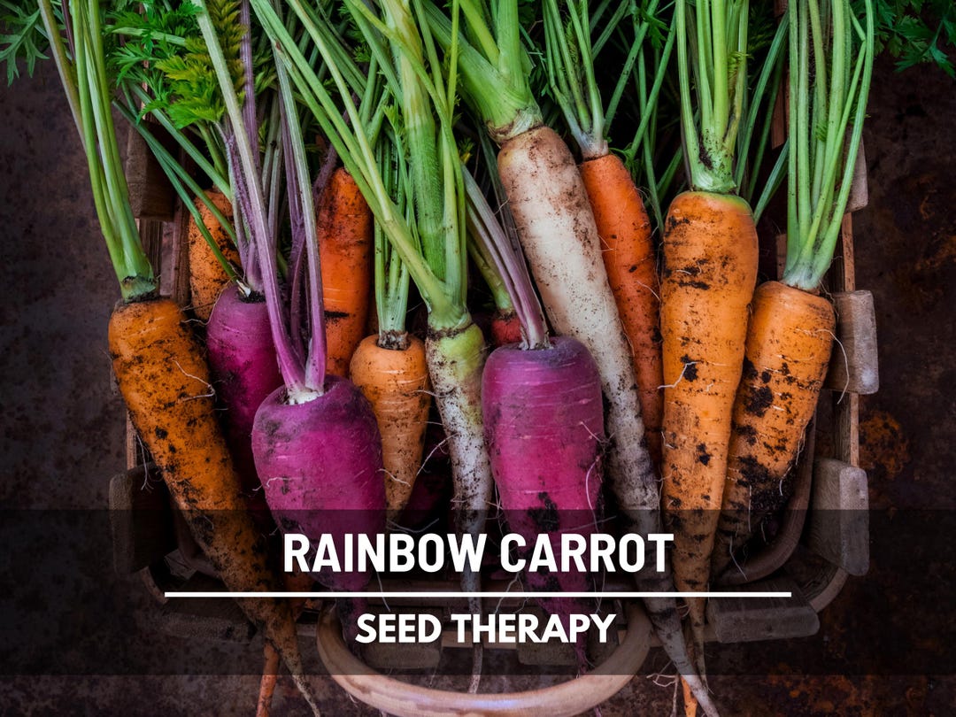 Rainbow Blend Carrot Seeds – Heirloom Colorful Carrots, Open Pollinated ...