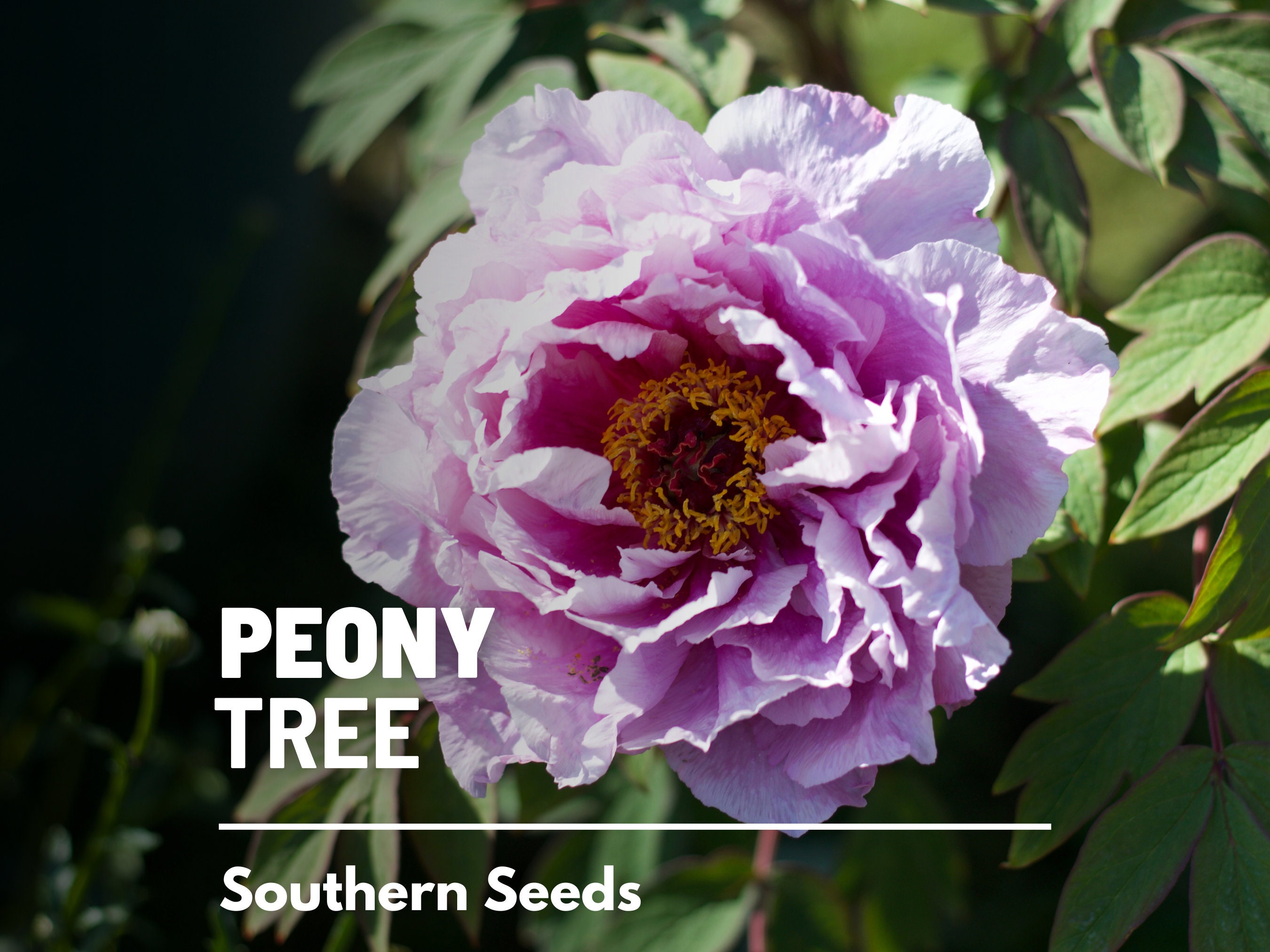 Moutan Tree Peony Seeds – Heirloom Shrub, Tree Peony, Paeonia ...