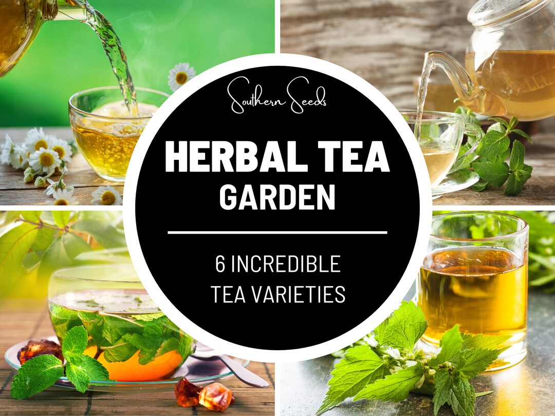 Herbal Tea Seed Collection - 6 Essential Herbs - Cultivate a Relaxing ...