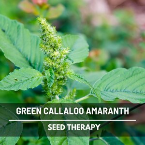 Green Callaloo Amaranth Seeds – Heirloom Greens, Fast-growing & Spinach ...