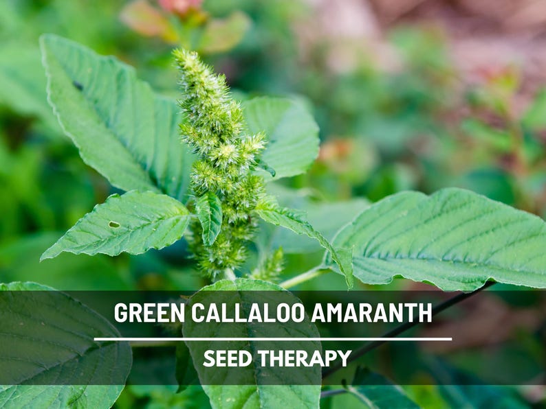 Green Callaloo Amaranth Seeds – Heirloom Greens, Fast-growing & Spinach ...