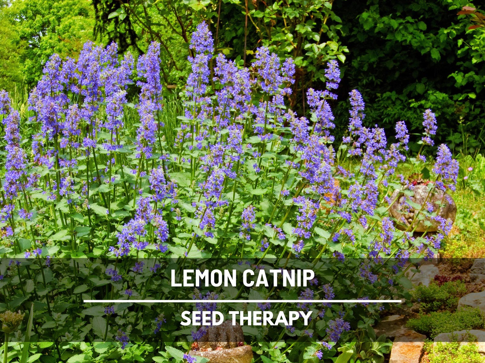 Lemon Catnip Seeds – Heirloom Culinary and Medicinal Herb, Lemon ...