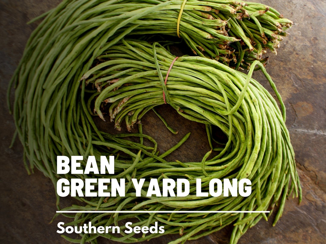 Bean, Yard Long Green - 15 Seeds - Heirloom Vegetable - Open Pollinated ...