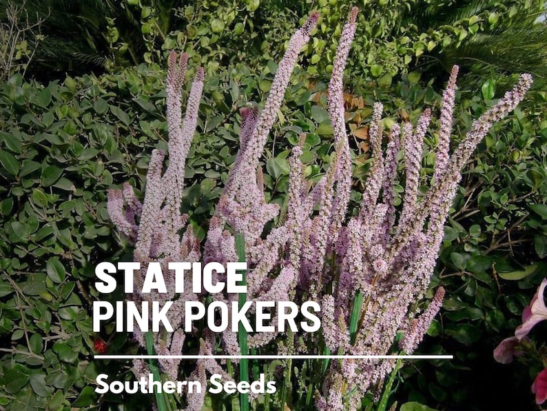 Statice Pink Pokers Seeds – Heirloom, Russian Statice, Sea Lavender ...