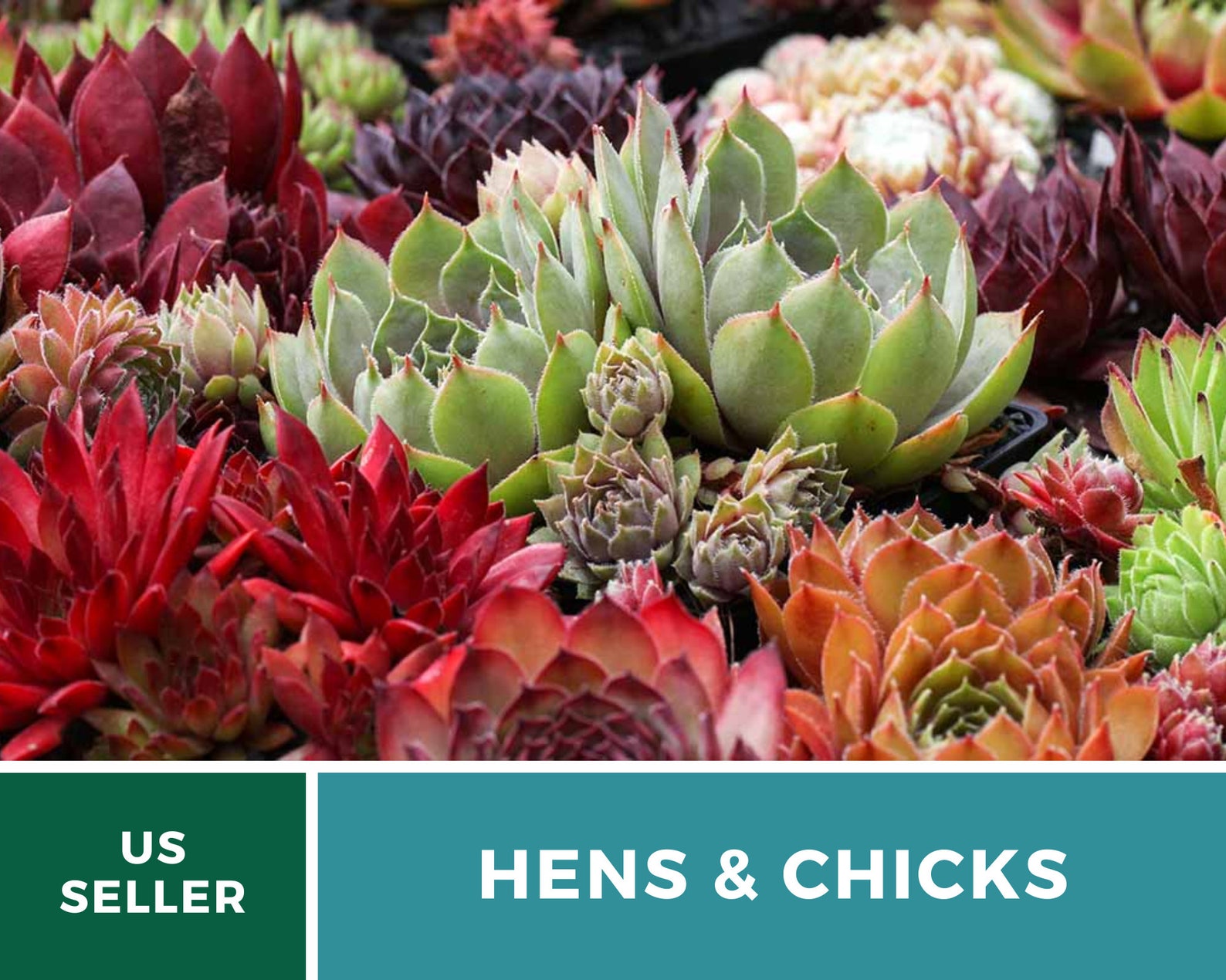 Hens & Chicks, Cactus Mix - 30 Seeds - Heirloom Succulent - Drought ...