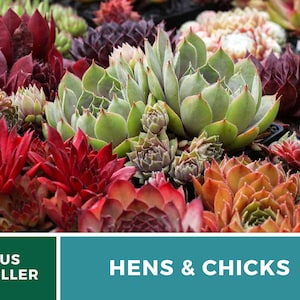 Hens & Chicks, Cactus Mix - 30 Seeds - Heirloom Succulent - Drought ...