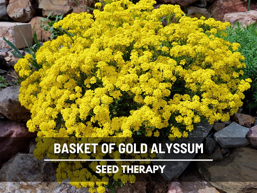 Basket of Gold Alyssum Seeds – Golden-yellow Heirloom Groundcover (100 ...